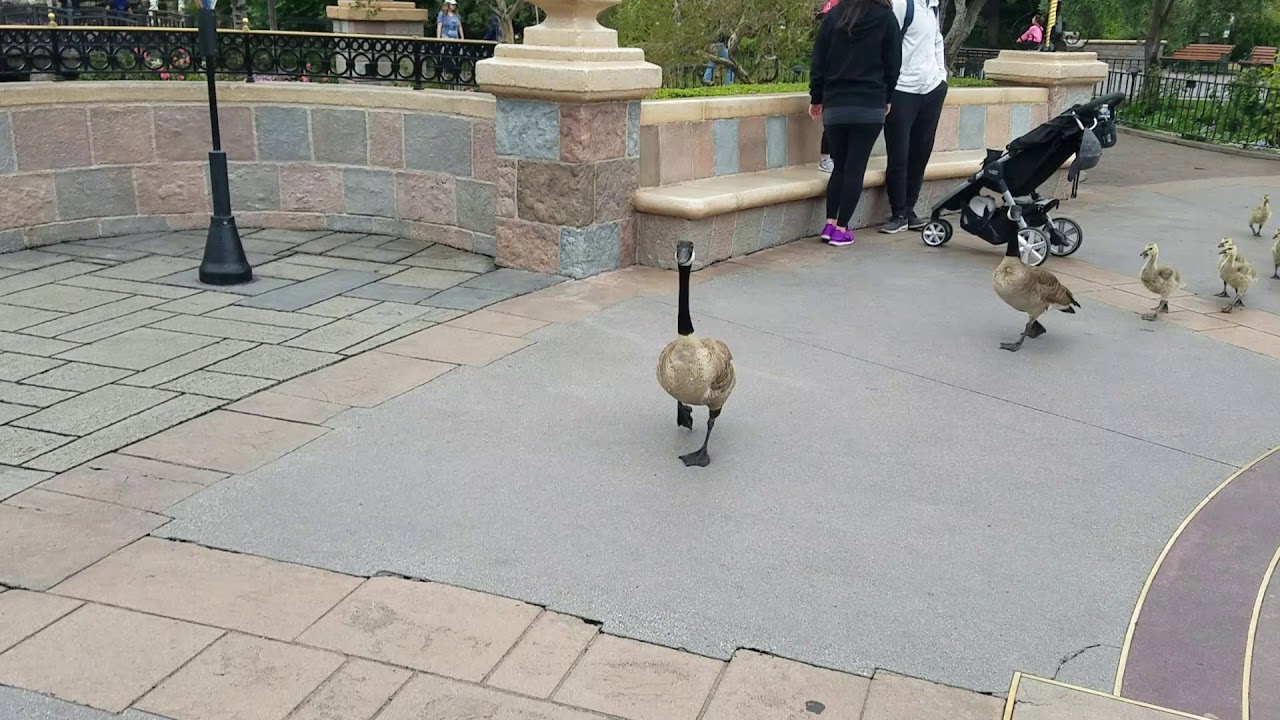 They look so real - YouTube