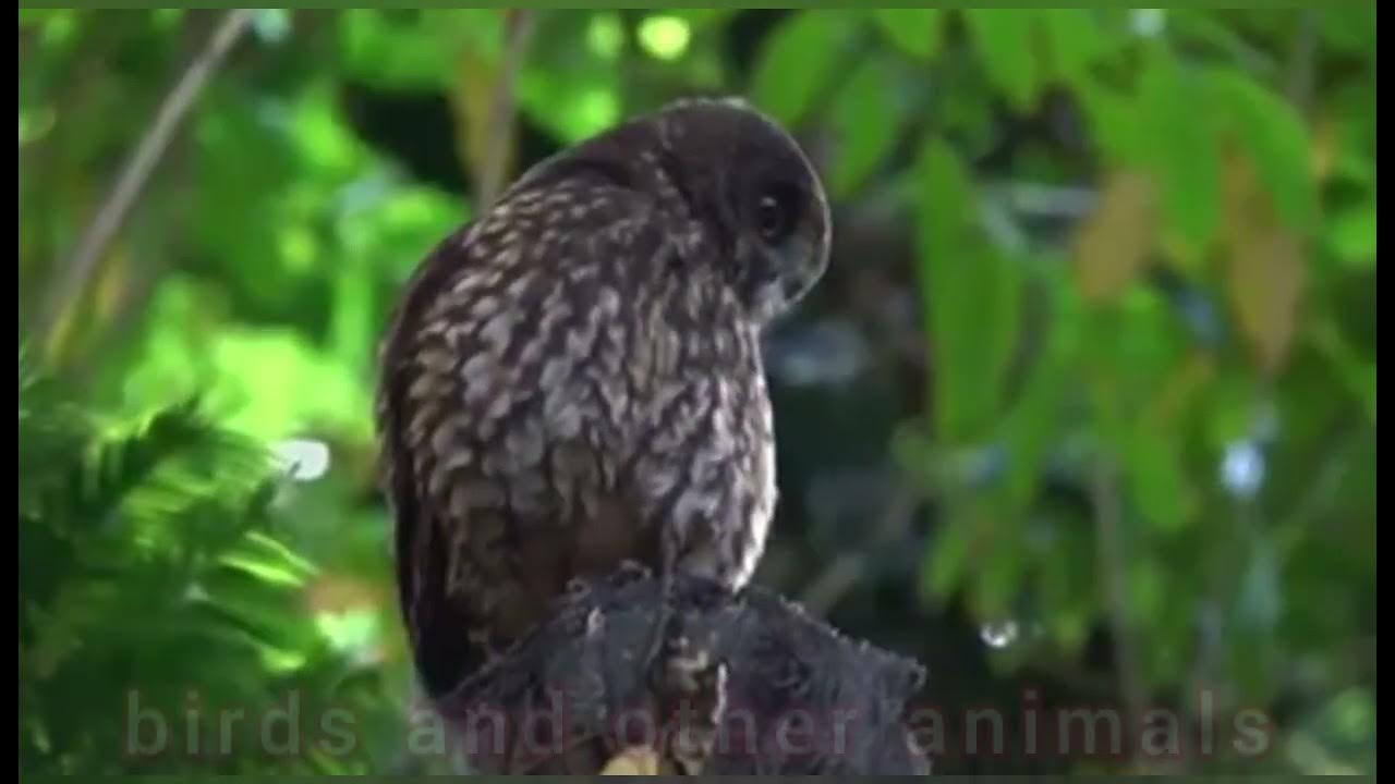 Ruru bird | Morepork - YouTube