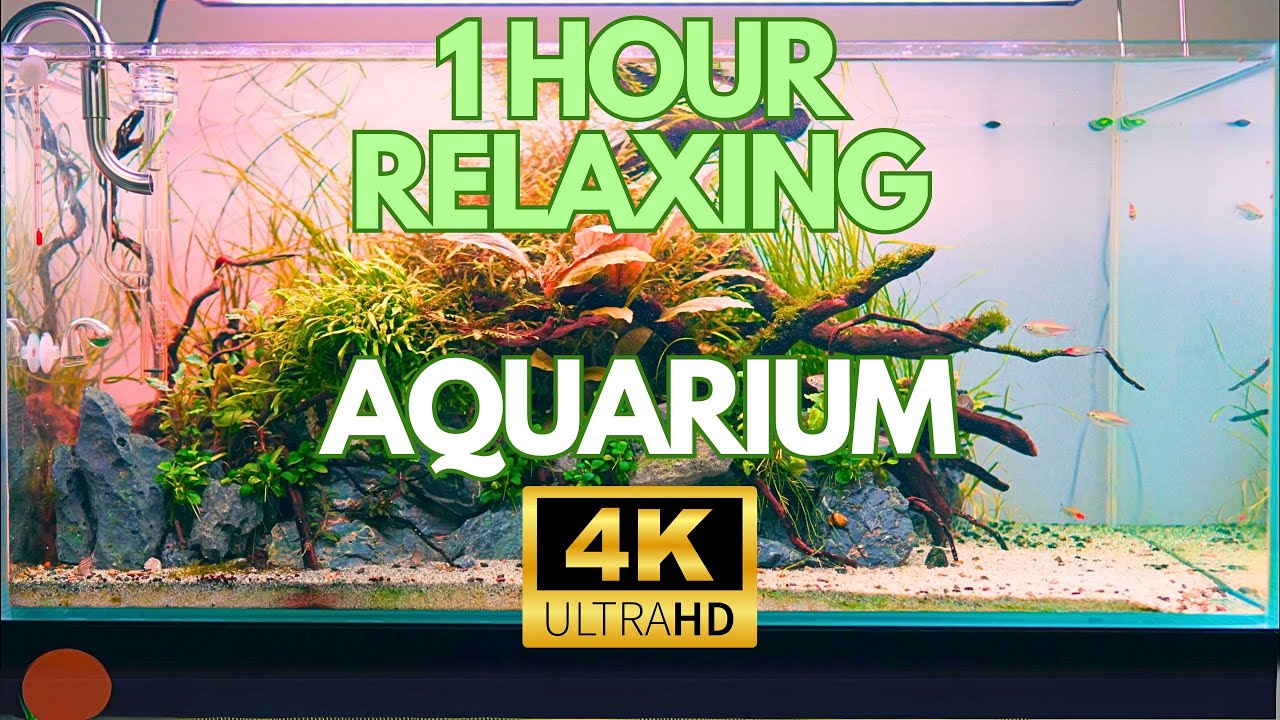 1 HOUR 30 MINUTES OF PLANTED AQUARIUM WITH RELAXATION MUSIC CINEMATIC ...