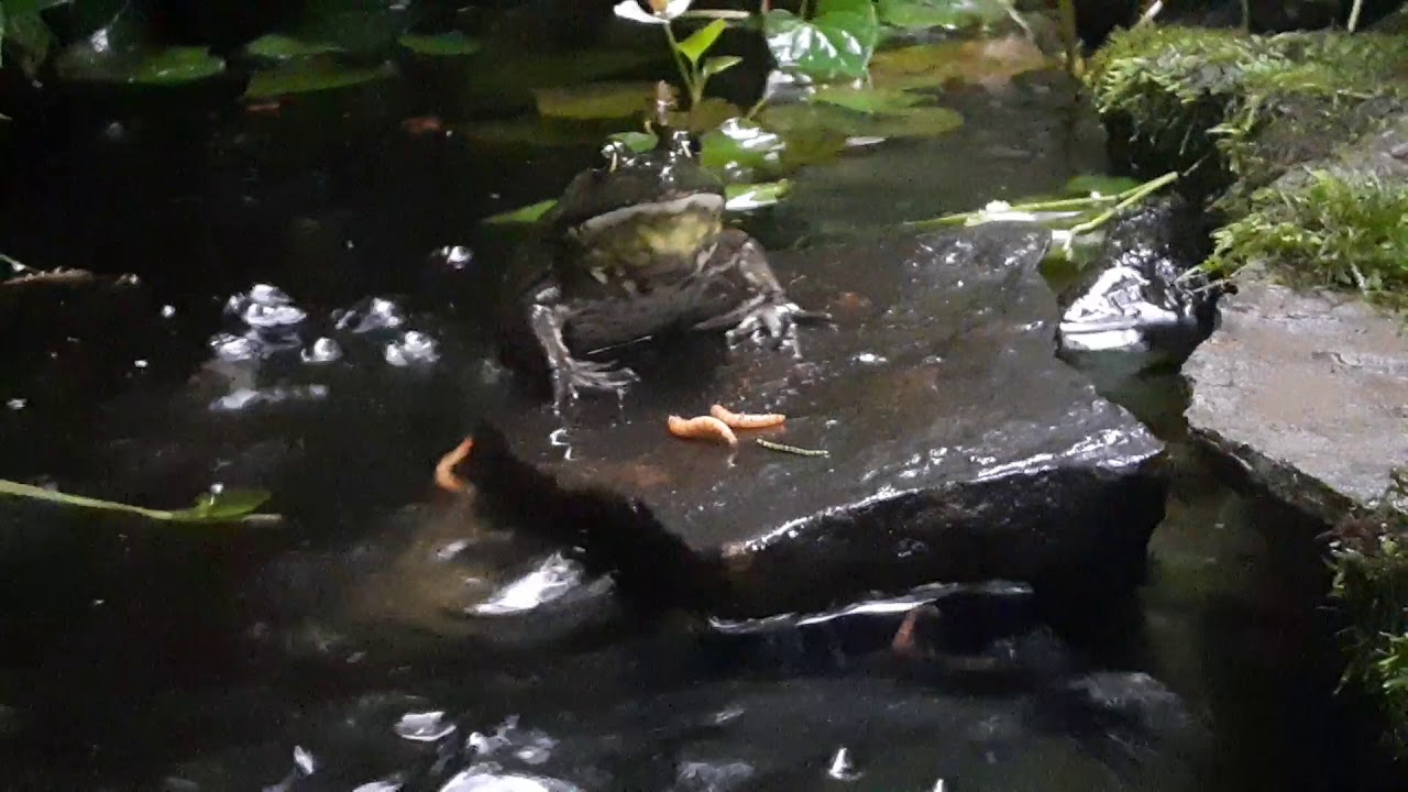 Bull frogs leap frogging - YouTube
