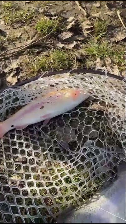 Форель на силикон #shorts #fishing #рыбалка #форель - YouTube