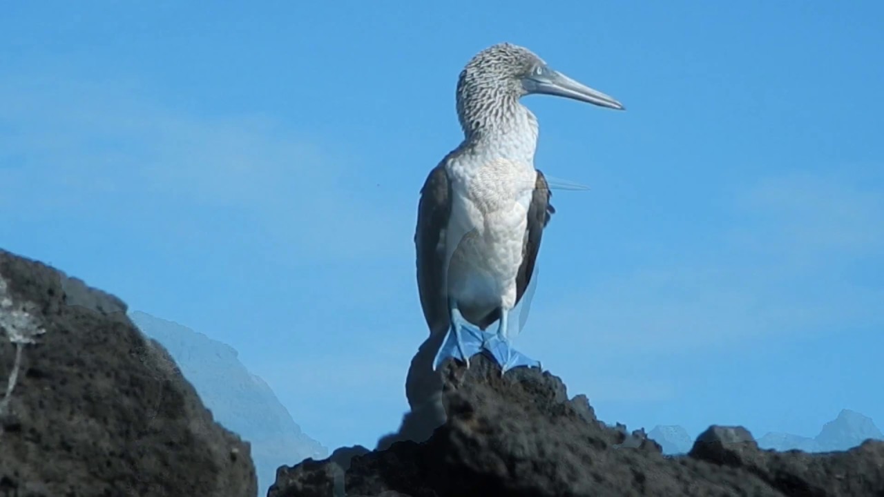 Piquero patiazul - YouTube