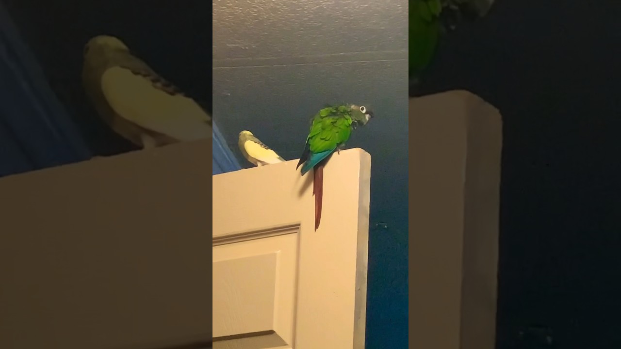 Do you know what happened to curious George #parrot #pets #birds #funny ...