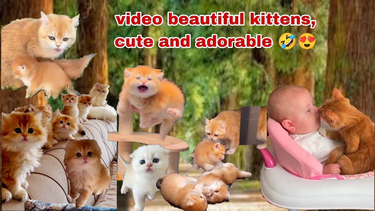 Beautiful Chubby and Cuddly Kittens – Cute Cats 😸🐾 - YouTube