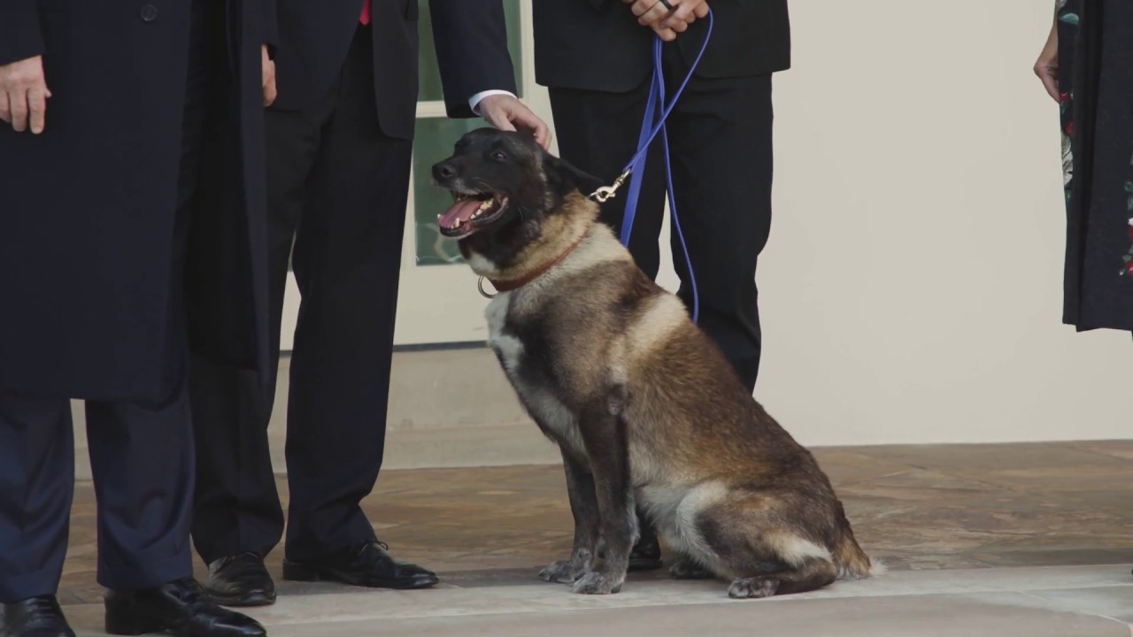 President Trump Gives Award to Heroic Conan the Dog - YouTube