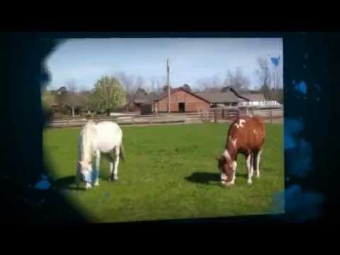 Horse Stables In Newport NC | Crystal Aire Stables | Horse Stables ...