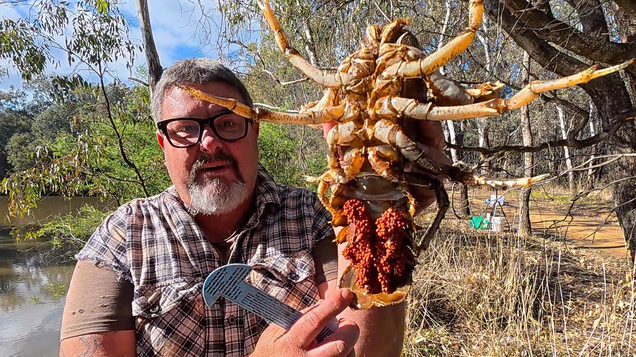 How To Measure A Crayfish - YouTube