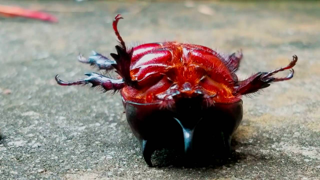 Giant BUG!! - YouTube