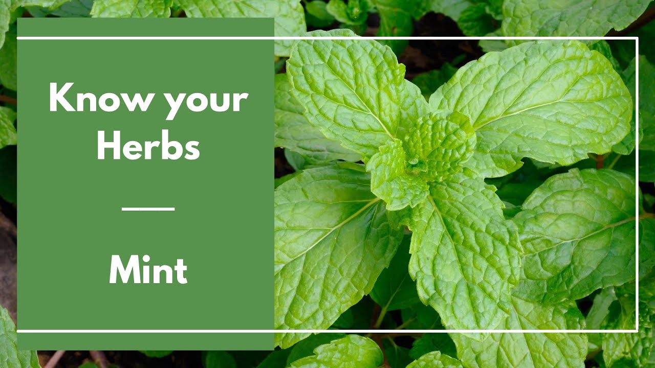 Know your Herbs: Mint - YouTube
