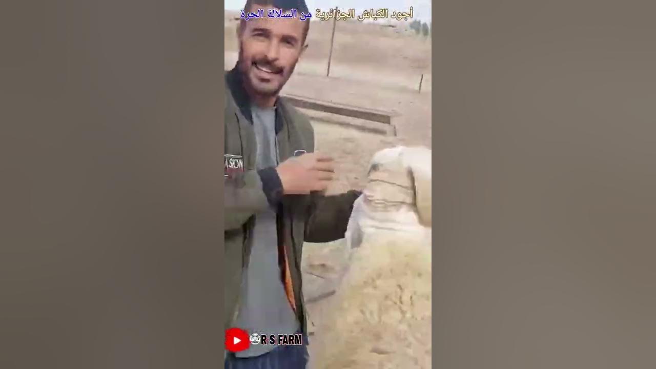 📍بسم الله الرحمن الرحيم الصلاه على النبي الحبيب⚜ سلعة🐏 ماشاء الله عند سمير ورمزي صدوقي دائما