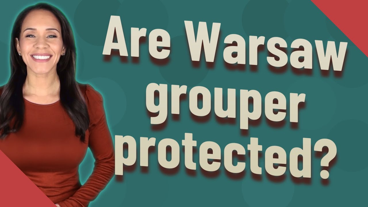 Are Warsaw grouper protected? - YouTube