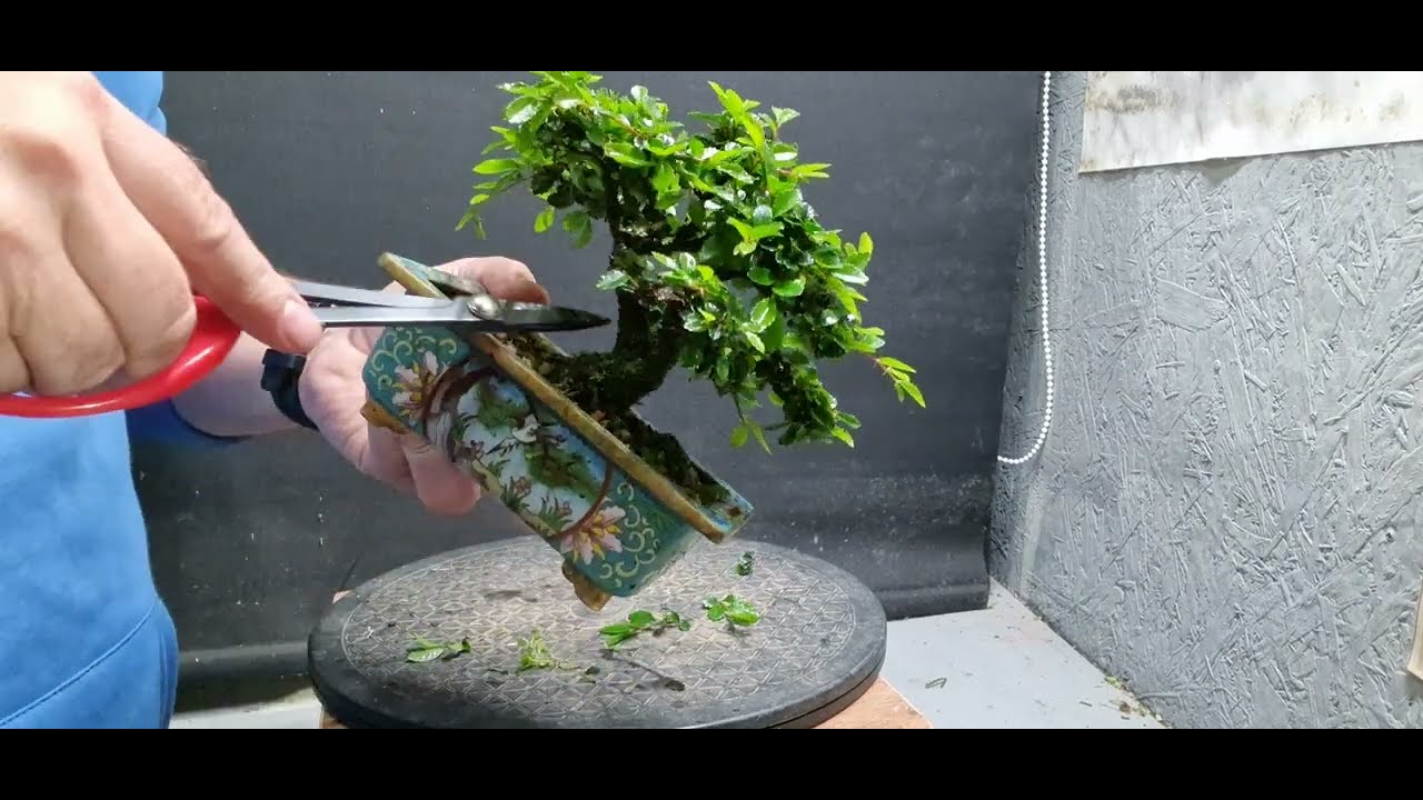 pruning a couple of Chinese elms. cm bonsai - YouTube