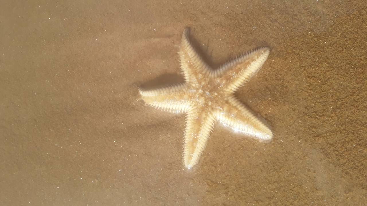 Star fish at digha - YouTube
