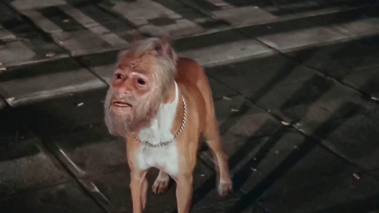 Animals With a Human Face Caught on Camera! - YouTube