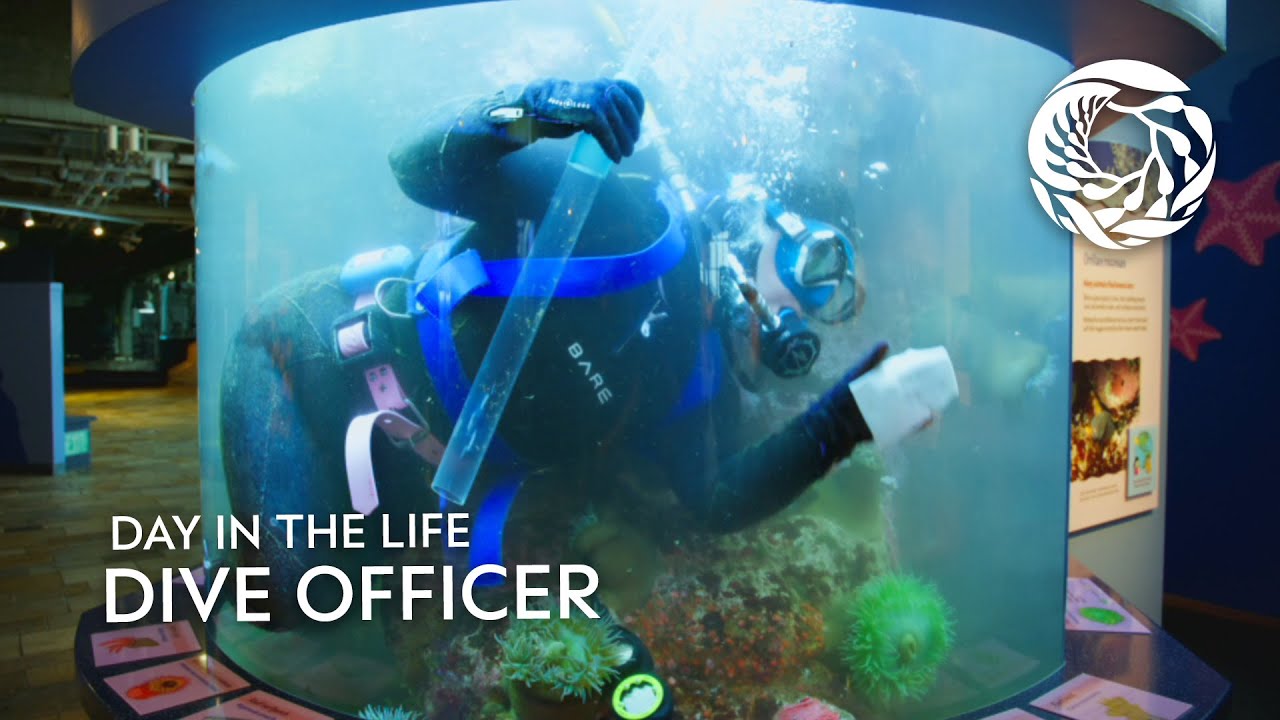 A day in the life of a dive officer at the Monterey Bay Aquarium - YouTube