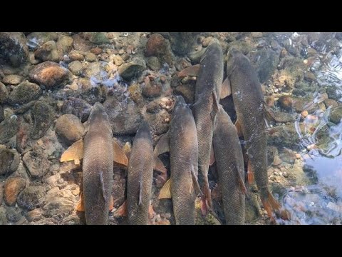 Dan BELIH MRENA - Ribolov na PLOVAK - REKA ISKAR