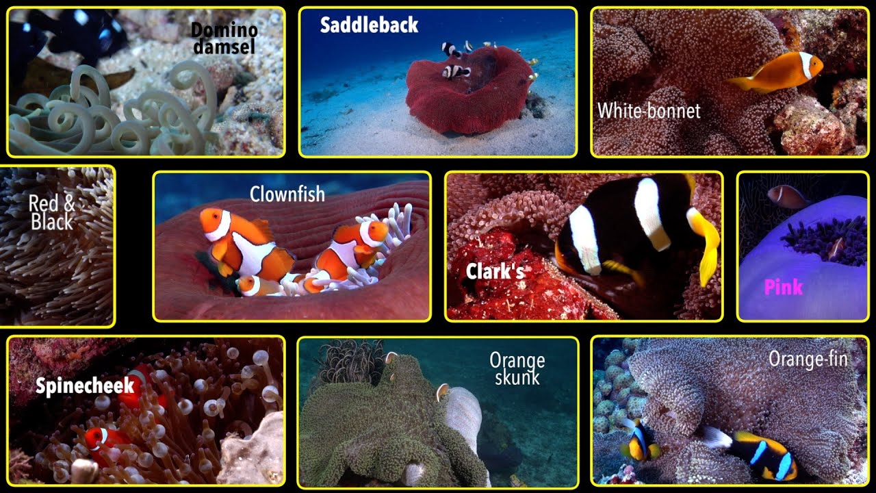 Top 10 Anemonefish of the Solomon Islands: A Diver's Paradise Explored ...