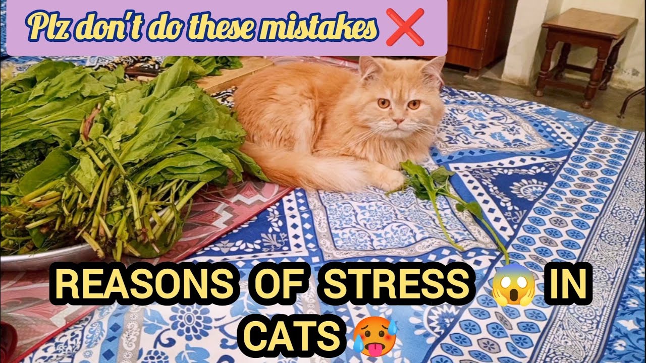 How to know your cat is stressed | Causes of Stress in Cat's | Common ...