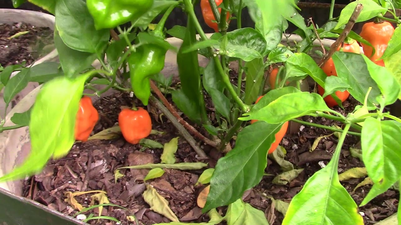 Pepper plant overview June 20, 2019 - YouTube