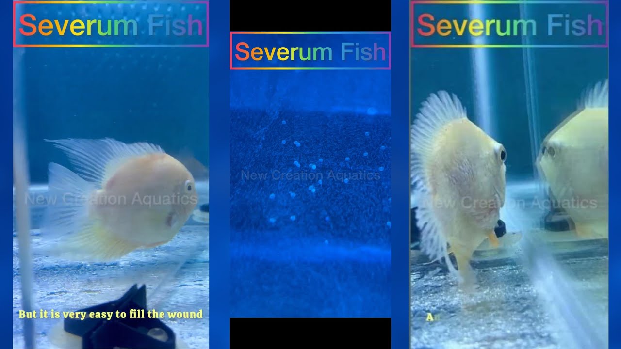 Emergency situation with Severum Fish | Fish Laid eggs | Gave Babies ...