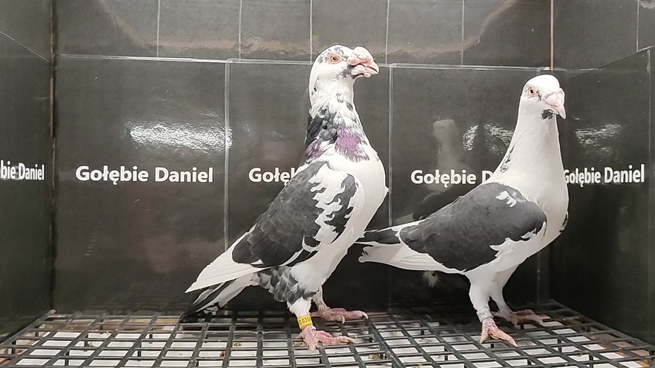 Gołębie Staropolskie Daniel - YouTube