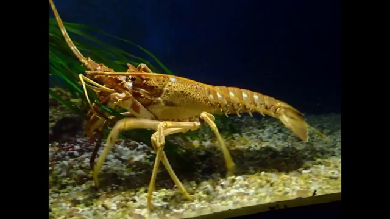 Подводный мир - Лангуст(ракообразные) - YouTube