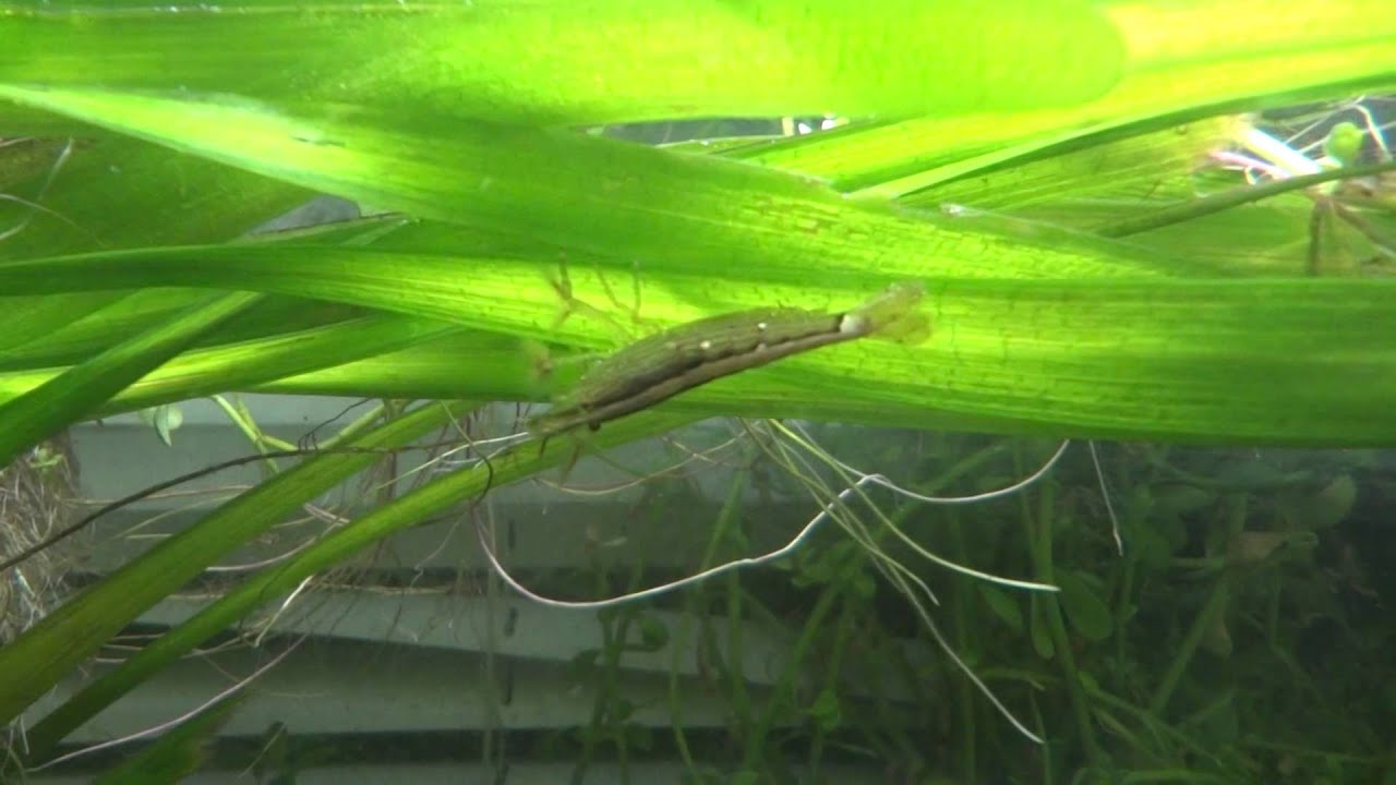 Bamboo Shrimp Filter Feeding - YouTube