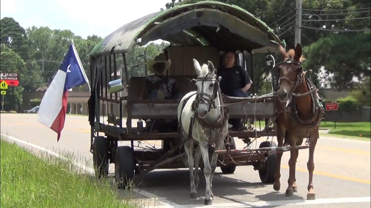 Mule Master "PAPA LEON" Driving His Mule Team In Texas ! - YouTube