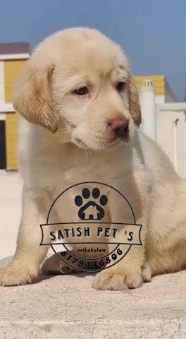 Heavy bone lab puppy available#labrador #labradorretriever #lab - YouTube