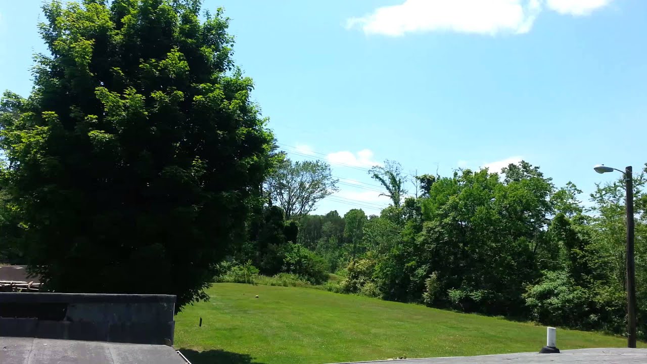Tree Time Lapse - YouTube