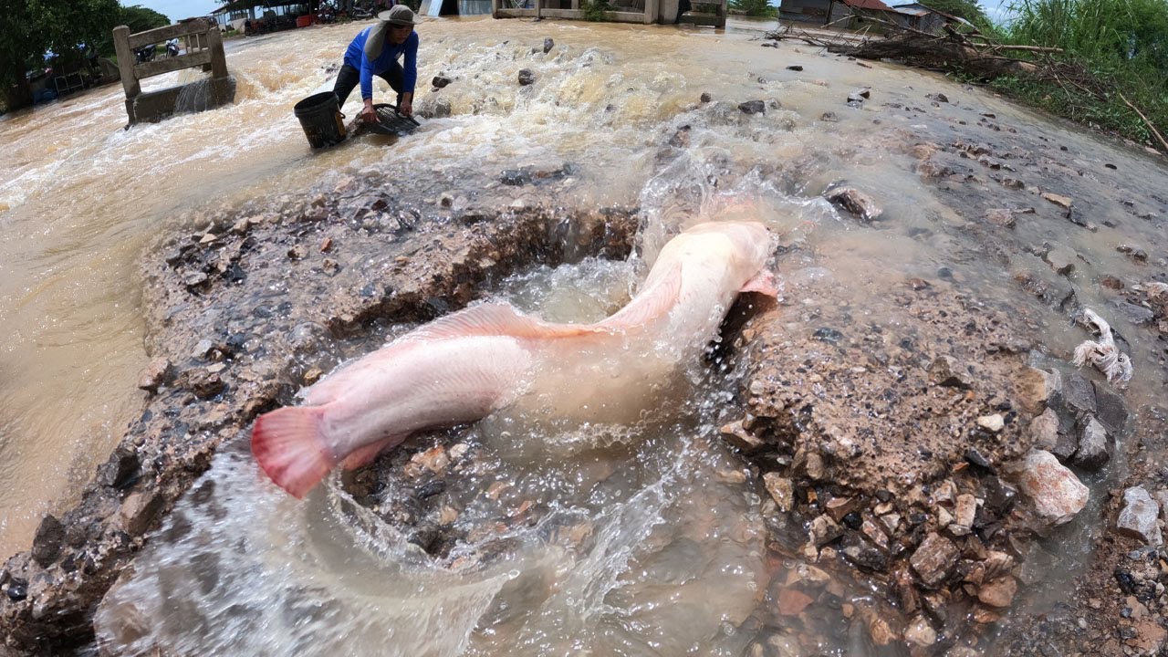 WOW unique fishing - catching a lot of fish in the flood season on the ...