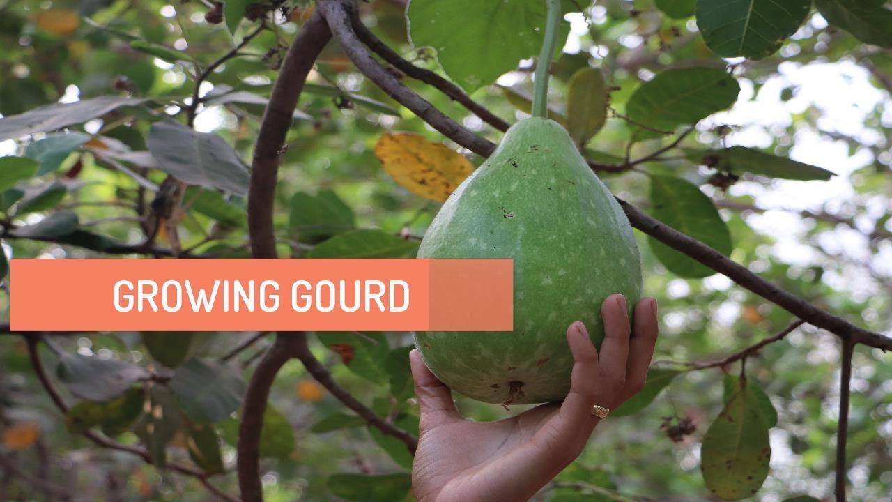 How To Grow Gourds Easily At Home - YouTube