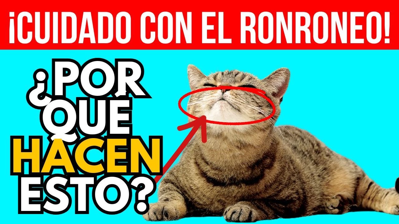 😱🐱¿Por qué mi GATO RONRONEA encima mío? (5 RAZONES QUE ESTOY SEGURO QUE ...