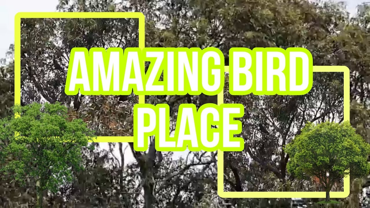 AMAZING BIRDS PLACE AMAZING NATURES BEAUTY - YouTube
