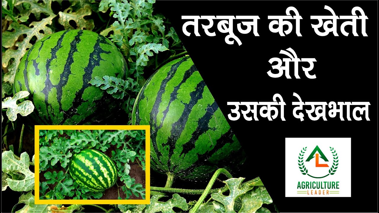 तरबूज की खेती और उसकी देखभाल || Tarbuj Ki Kheti || Agriculture Leader ...