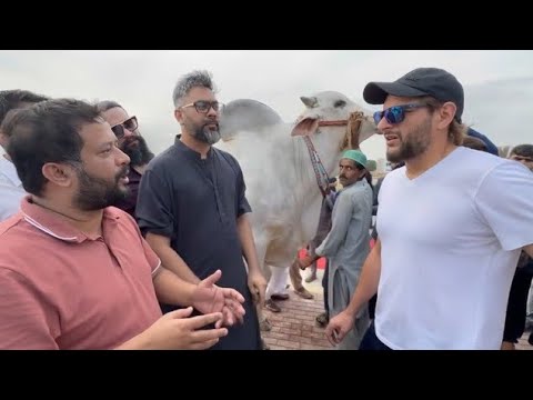 Lala Shahid Afridi Gives Pakistan's Big Sibi Bull to JDC For Qurbani ...