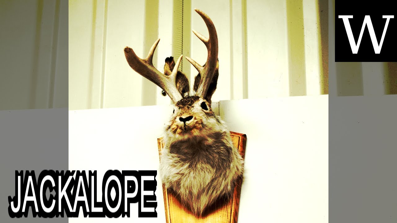 JACKALOPE - WikiVidi Documentary - YouTube