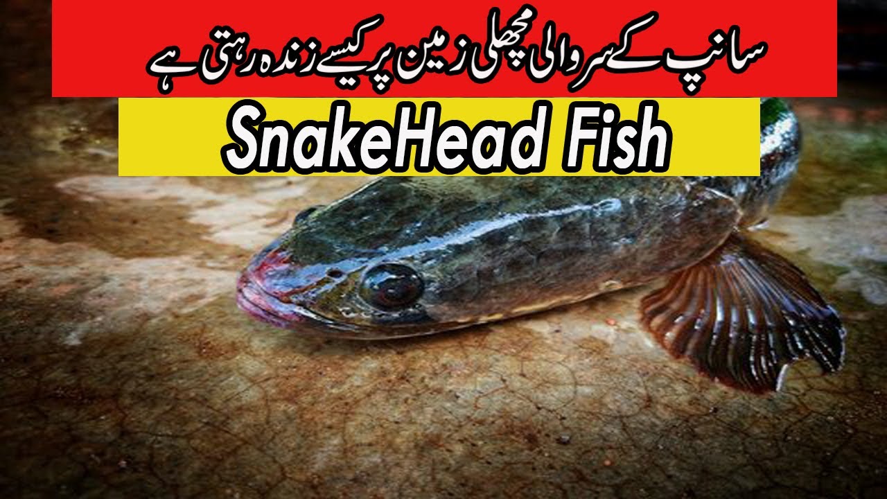 The SnakeHead Fish |Amazing Varieties of Snakehead Fish |Snakehead ...
