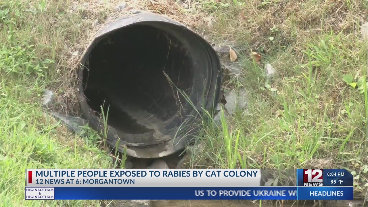 Multiple people exposed to rabies by cat colony - YouTube