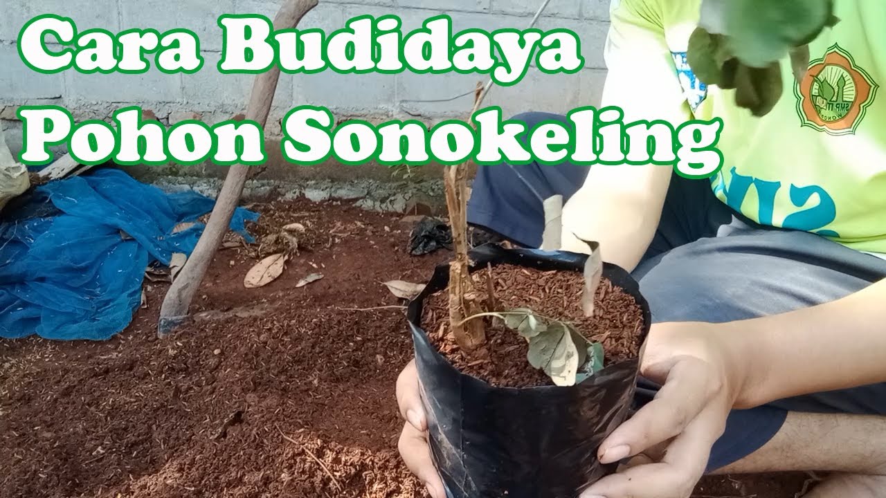 Cara budidaya Pohon Sonokeling (Bibit Sonokeling) - YouTube