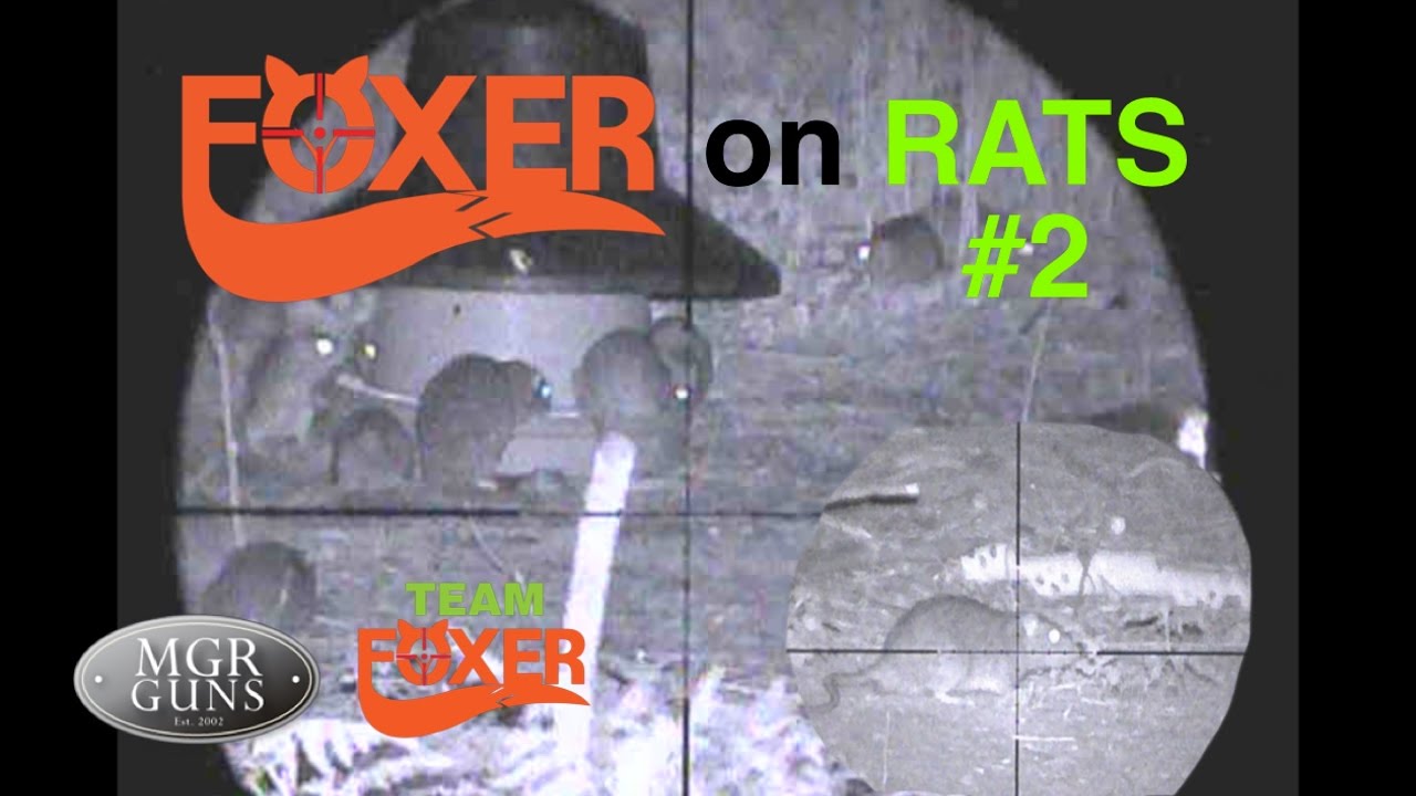 Rat Shooting #2 With The Nitesite and Ruger 10/22 .22LR - YouTube