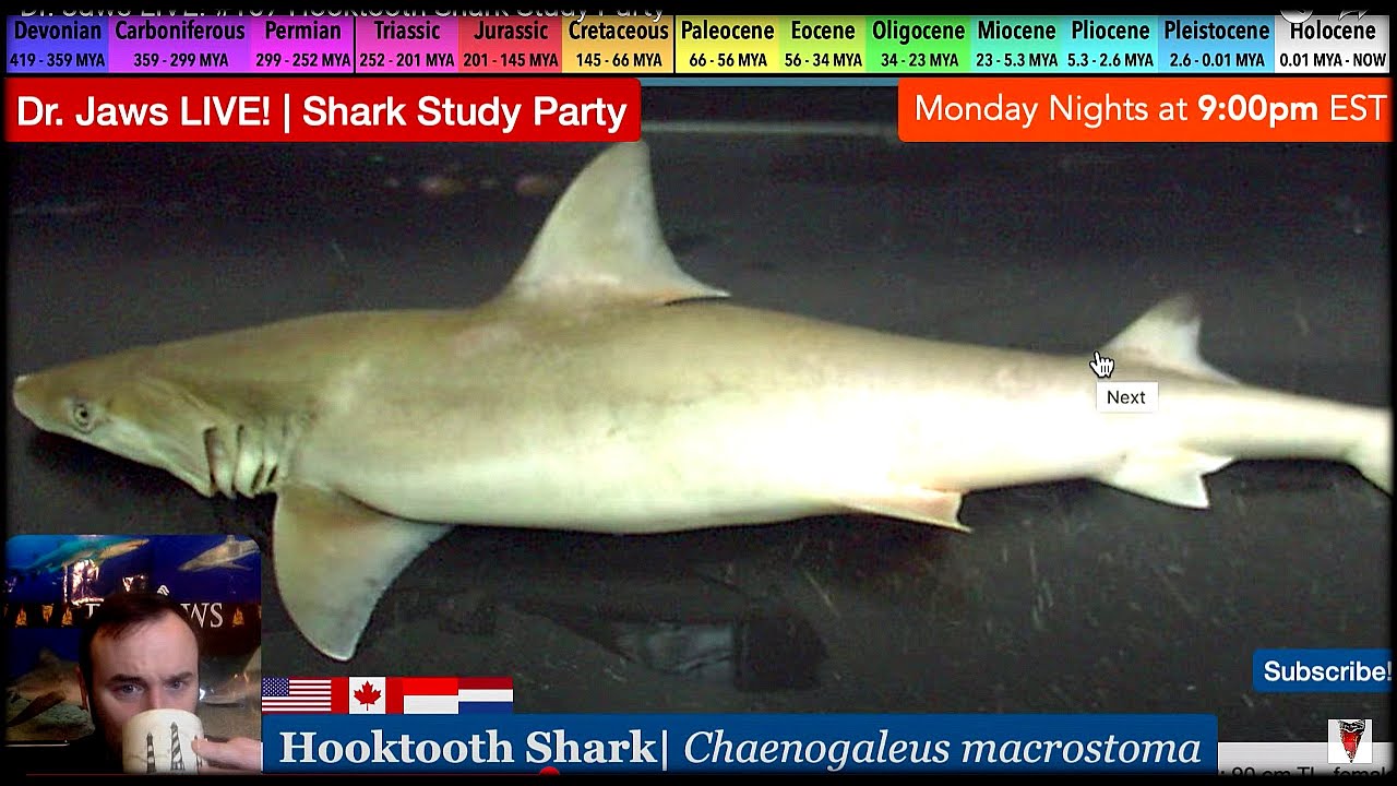 Dr. Jaws LIVE! #107 Hooktooth Shark Study Party - YouTube