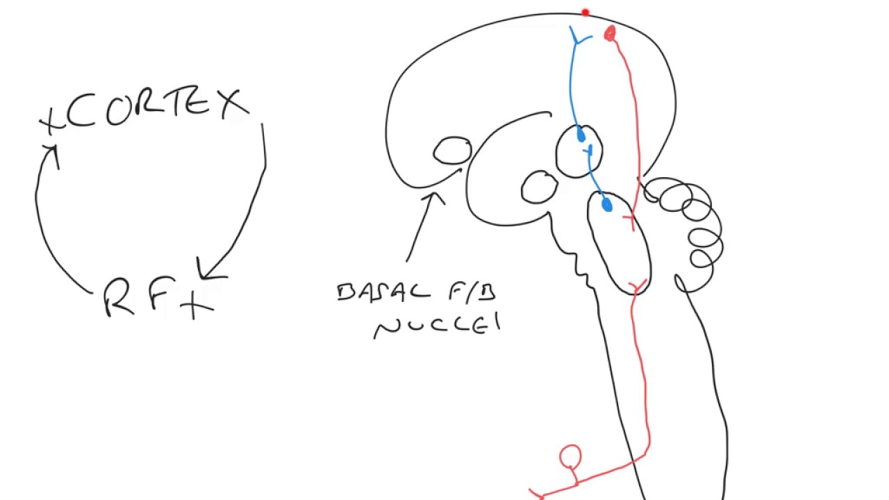 Maintenance of consciousness - positive feedback mechanism and ...