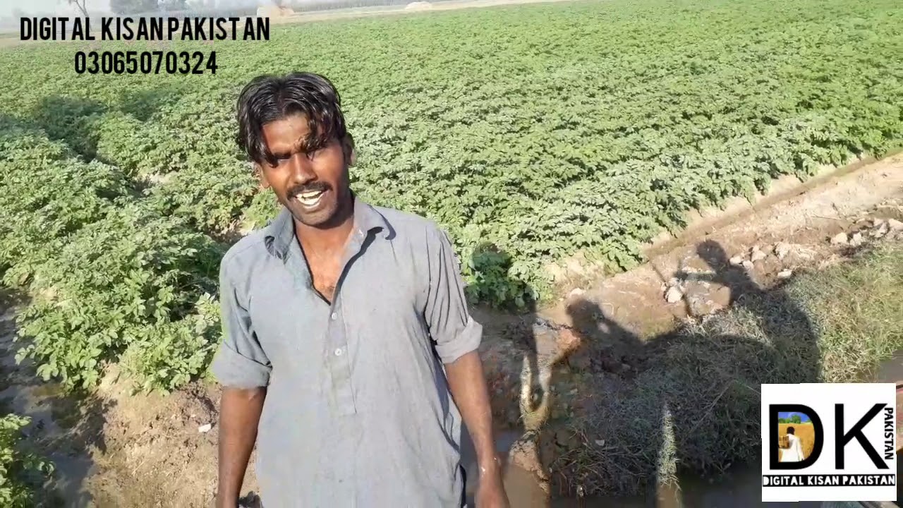 AAloo ki fasal ko khaad or pani k baray gal baat... - YouTube