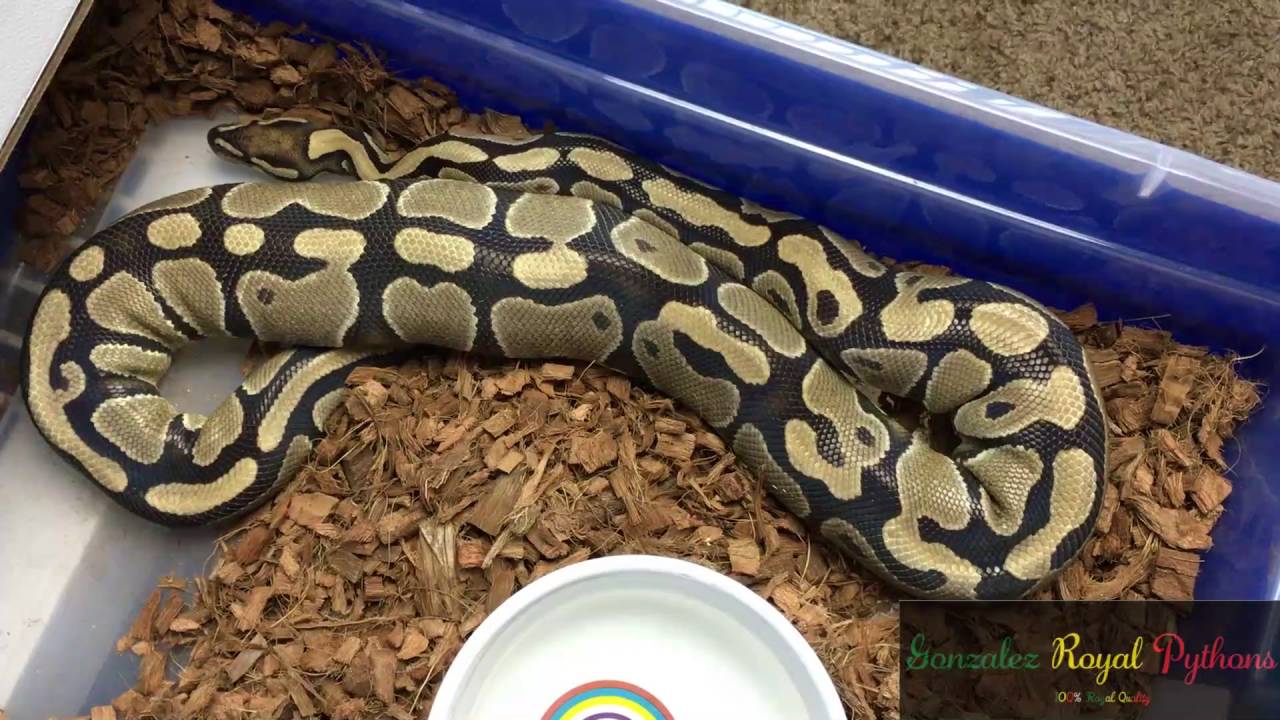 Ball Python Ovulation Het Desert Ghost - YouTube