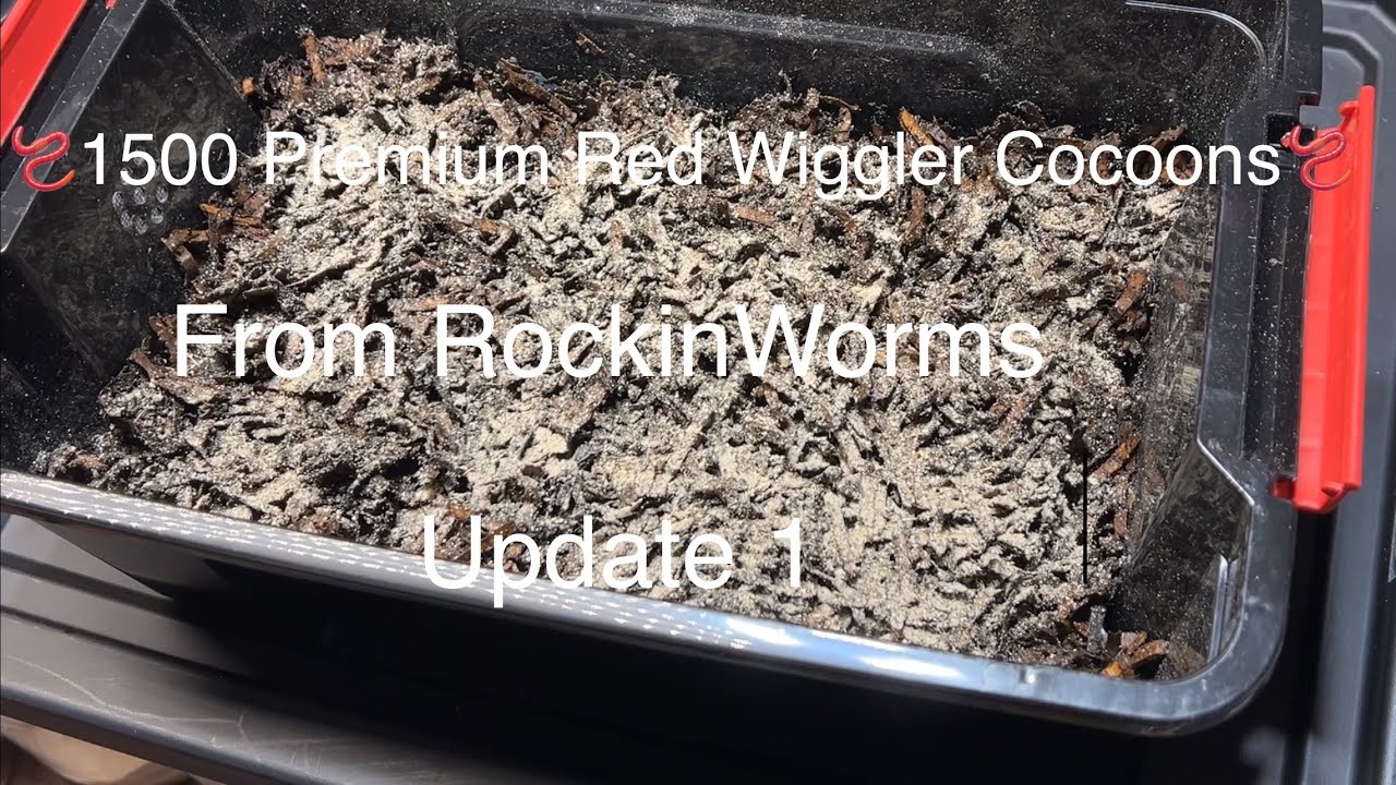 1,500 Red Wiggler Cocoons Update1. #redwigglers #eiseniafetida # ...