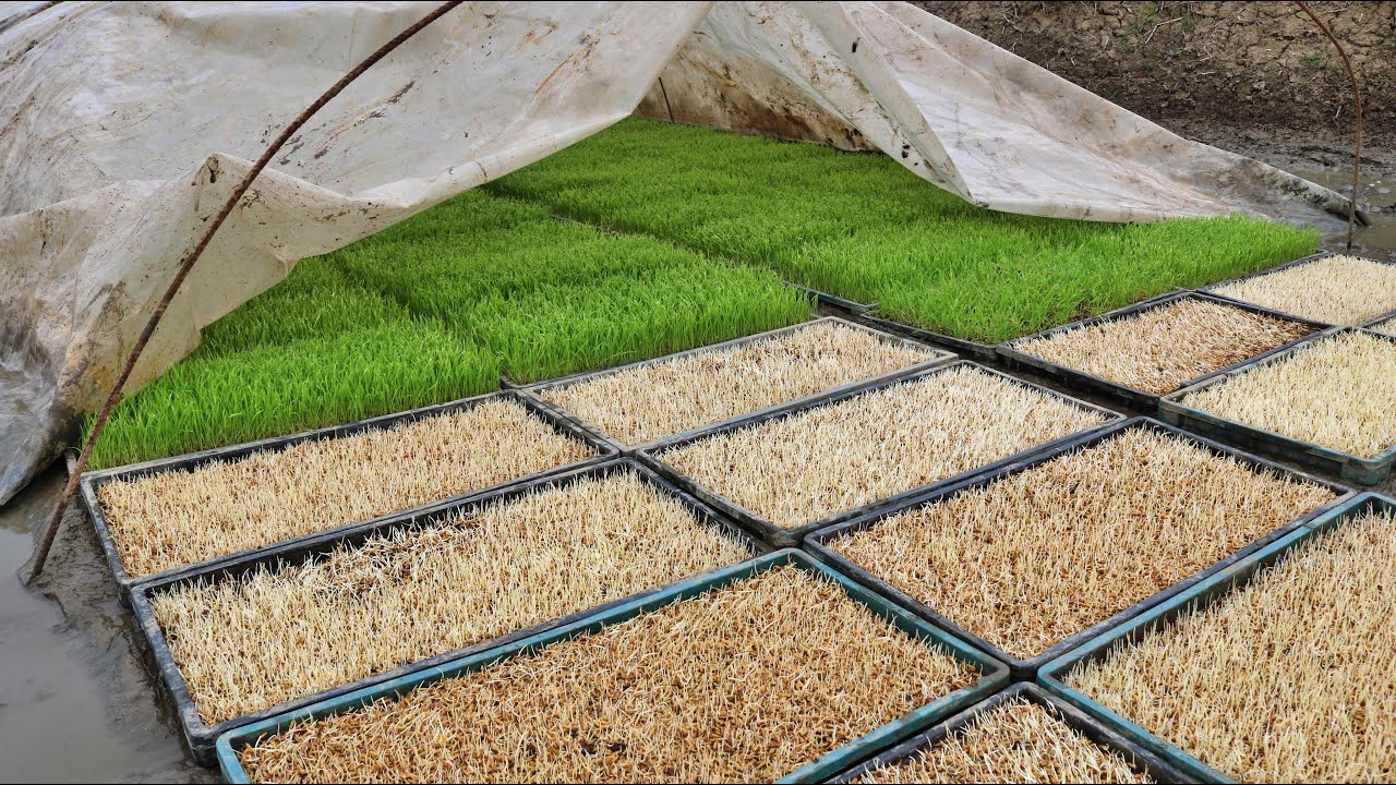 How To Rice Seeding With Plastic Tray | How To Prepare Rice Seedlings ...