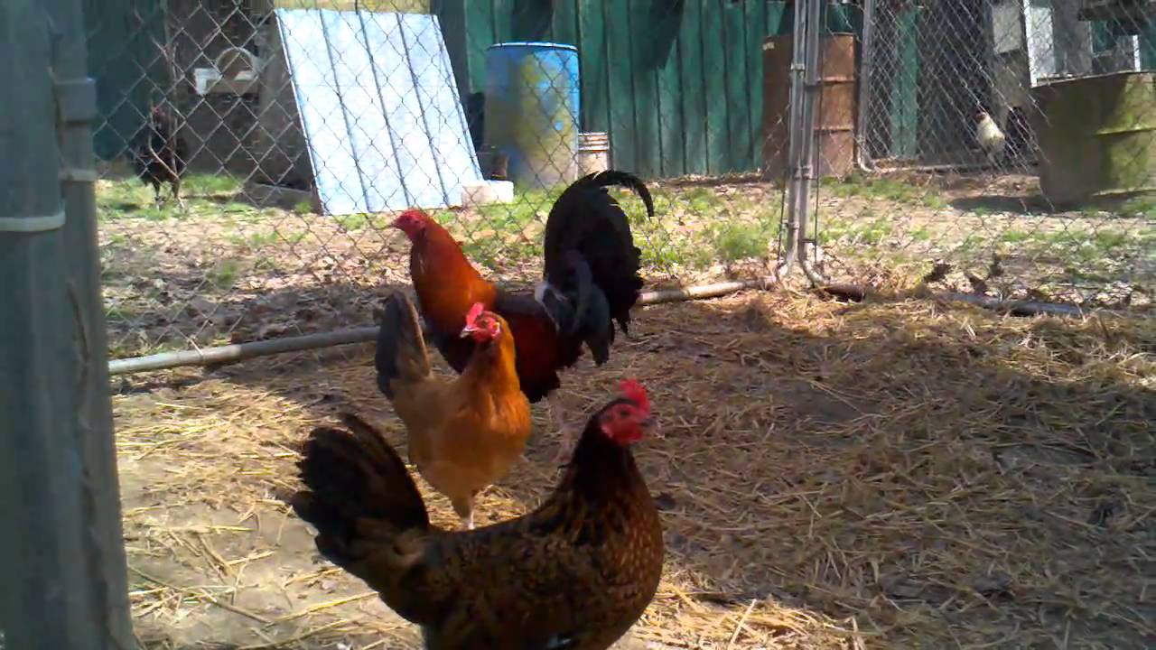 Richard Kelly Murphy Brood Pen - YouTube