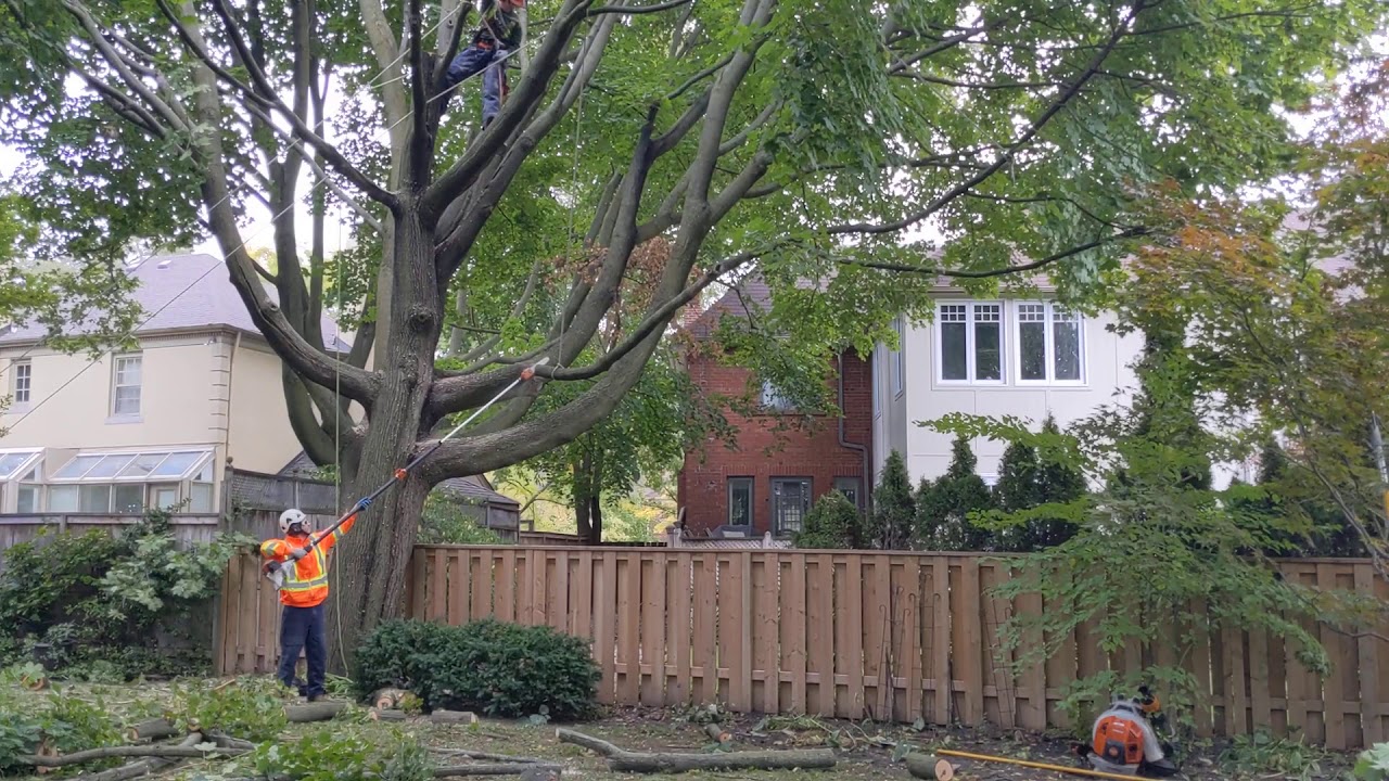 Large limb removal - YouTube