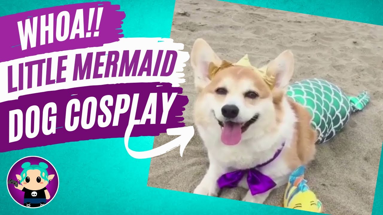 Little Mermaid Dog Cosplay - YouTube